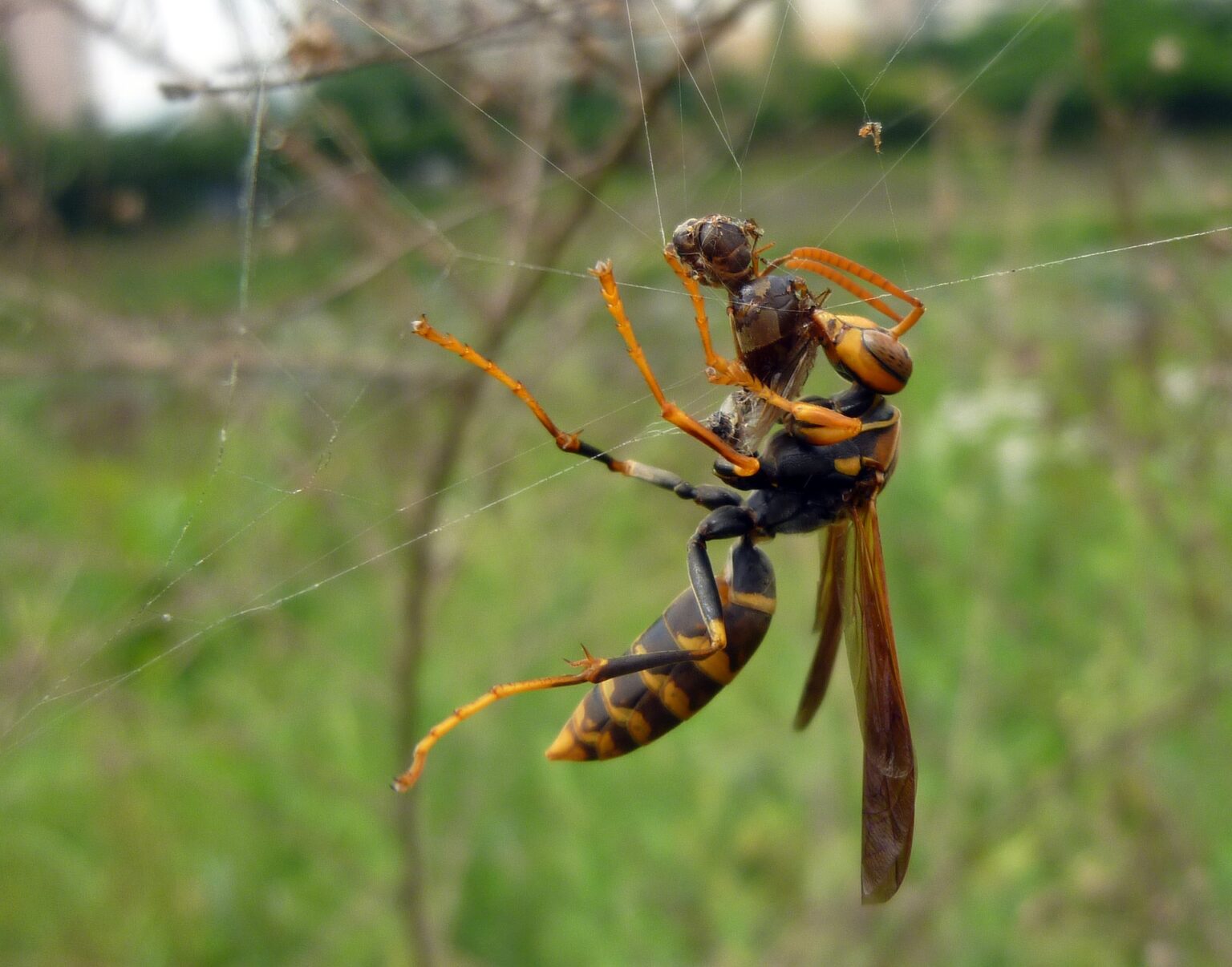 A list of Dangerous Insects & Bugs In Thailand | Untold Thailand